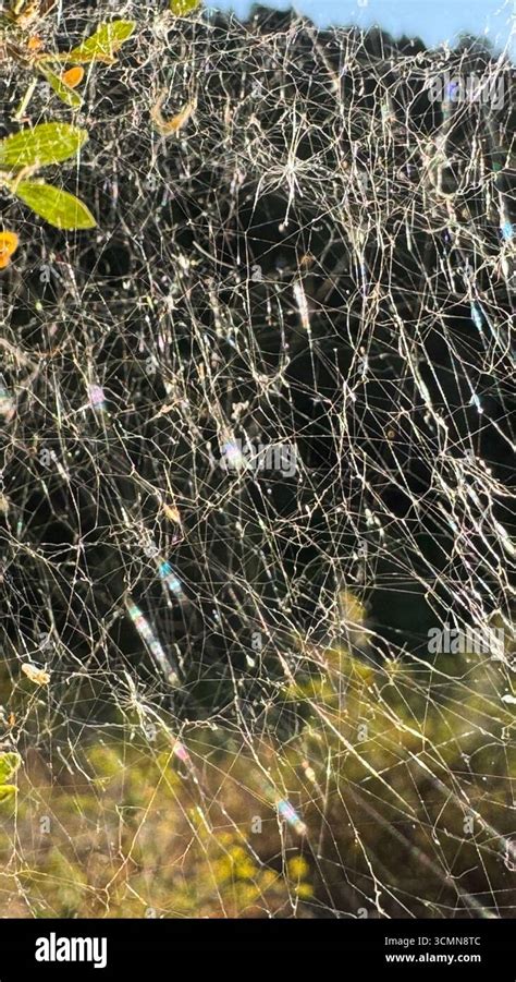 Delicate Spider Web Shimmering In Sunlight Close Up Of Natural Web Structure With Bright