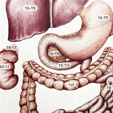 Tablica Anatomiczna Uk Ad Trzewny Anatomia Plakat Erli Pl