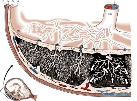 Development Of The Placenta And Its Circulation Clinical Tree
