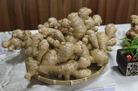 種苗場呼應產業需求 健康種薑生產體系成形 中華日報 中華新聞雲