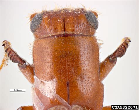 Ambrosia Beetle Euplatypus Parallelus