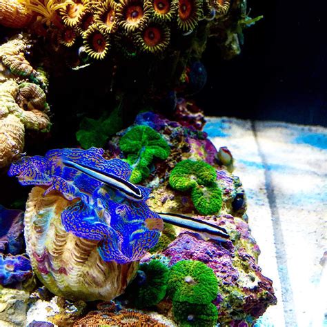 210 Das Nano Meerwasseraquarium Möglichkeiten Grenzen und Tipps zur