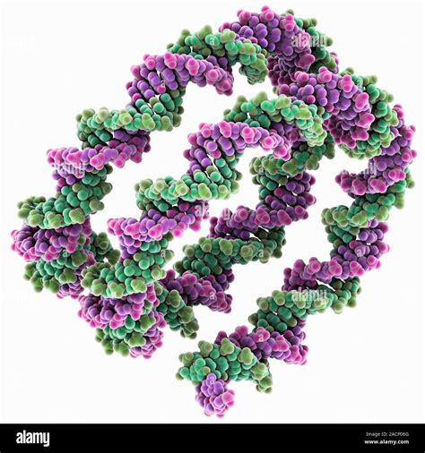 Packaged Dna Molecule Computer Model Showing The Structure Of A Smoothly Bent Molecule Of Dna