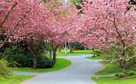 Arborist Tree Care Services In Minnesota Rainbow Treecare