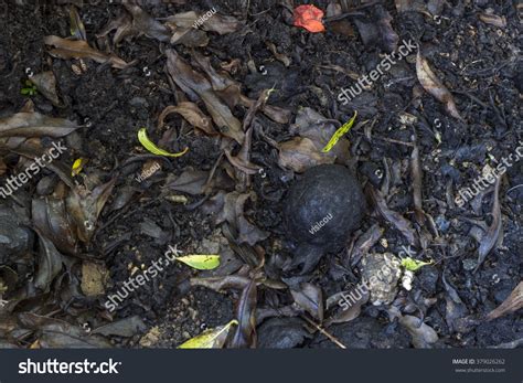 Soil Background Stock Photo Shutterstock