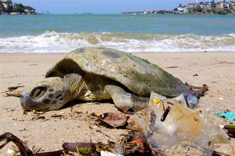 Lixo achado dentro de tartaruga mostra as ameaças do plástico nos