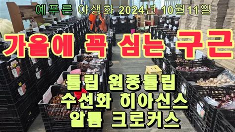 24년1011 튤립 수선화 원종튤립 히아신스 알륨 크로커스 구근들 Youtube