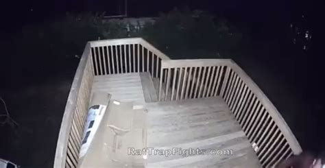Rat Trap Fights On Twitter Naked Crackhead Attempts To Break Into A