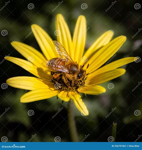 Honey Bee Collecting Pollen From Yellow Flower On A Sunny Spring Day In