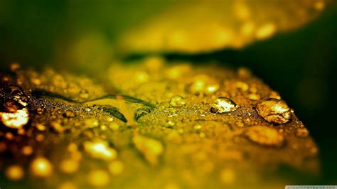Selective Focus Photography Of Water Drop Hd Wallpaper Wallpaper Flare