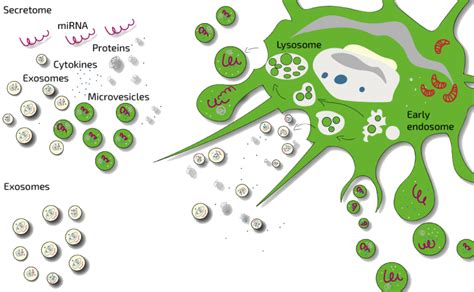 Stem Cell Secretome Scs Anova Irm Germany