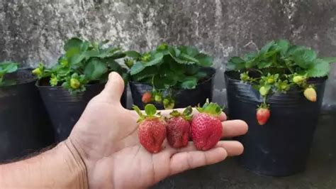 Cara Mengembangbiakan Tanaman Strawberry Dengan Polybag Agar Cepat