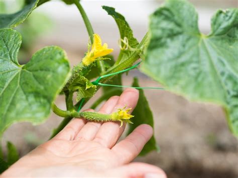 Seite 19 Erdbeeren Im Garten Bilder Kostenloser Download Auf Freepik