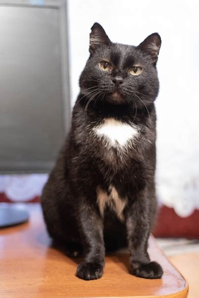 Нужен дом для котика Черныша Возраст 5 лет Кастрирован Привит Лоток без промахов ВКонтакте