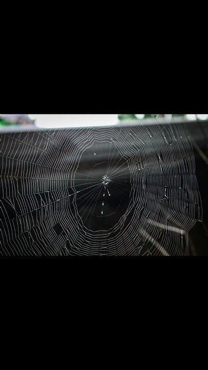 කොහොමද මකුලු දැල 🕸🥶😳 Viralvideo Sewanagala Subscrlbe Photography Photography Youtube