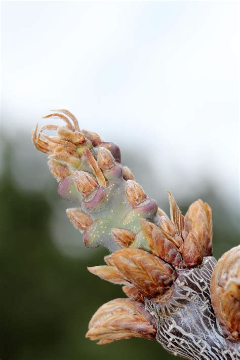 Budding 1 By Greyrowan On DeviantArt