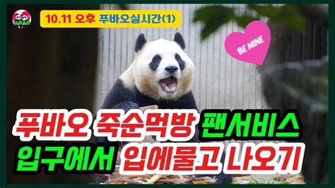 🍒1011 오후1 푸바오 이모들 보라고💥일부러 입에물고 나오는거 맞지 ㅎ 푸바오근황 푸바오실시간 Fubao