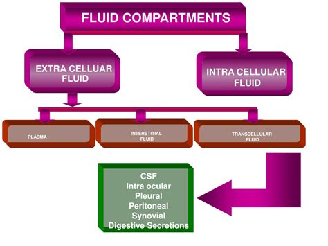 Ppt Body Fluid And Compartments Powerpoint Presentation Free Download Id 1434836
