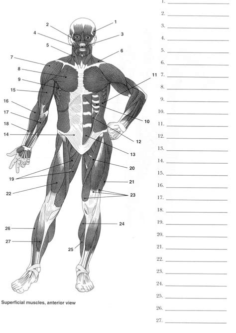 Labeling The Muscles Quiz