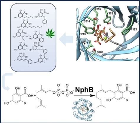 Generation Of Cannabigerolic Acid Derivatives And Their Precursors By