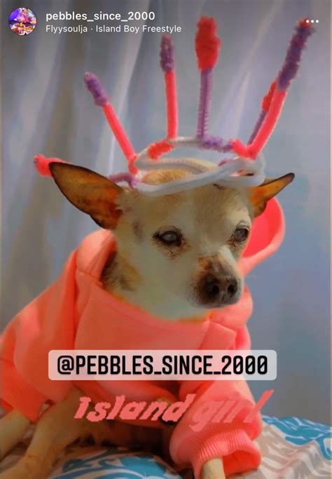 Pebbles Es La Perrita Más Longeva Del Planeta Según Los Récord Guinness