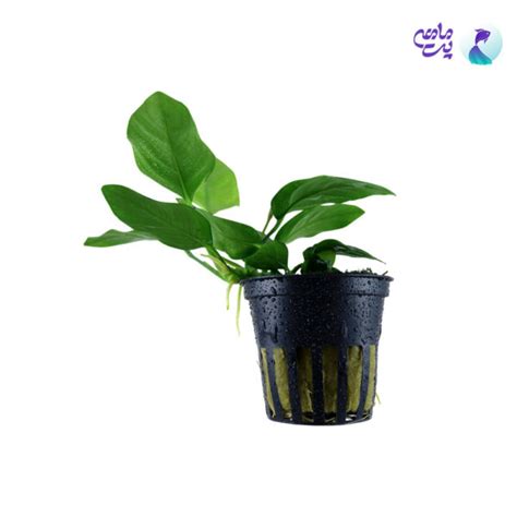 خرید گیاه آکواریومی آنوبیاس بارتری نانا گلدانی متوسط ماهی پت