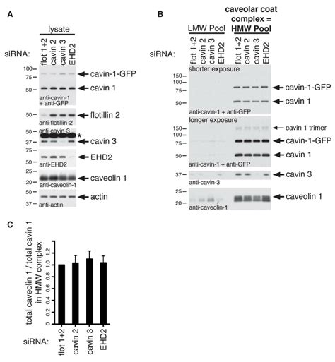 A Core Complex Containing Cavin 1 And Caveolin 1 Is Independent Of