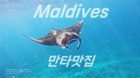 만타가오리를 만나다 🎉 Feat 만타 따라갔다가 놀란 사연 몰디브에서 요가하며 맞는 일출 🌞 여행마무리 😥 릴리
