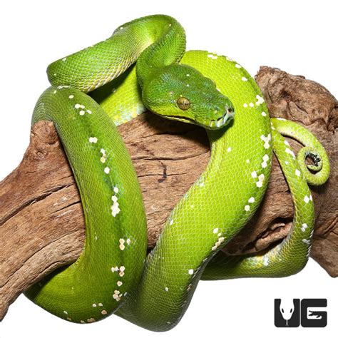 Adult Aru Green Tree Pythons Morelia Viridis For Sale Underground