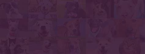 Baypath Humane Society Of Hopkinton Dedicated To Providing Shelter