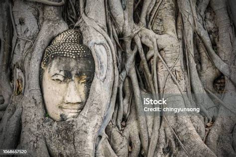 태국 부처님 머리 와트 Mahathat 아유타야에서 오래 된 나무 뿌리에서 등장 Unesco 조직된 단체에 대한 스톡 사진 및