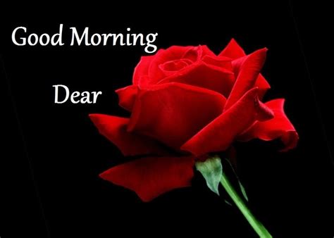 Good Morning Dear Good Morning Wishes Images