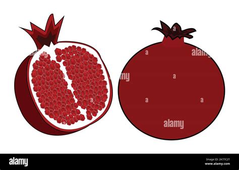 Colorful Pomegranate Vector Art Designbest Graphic Resources