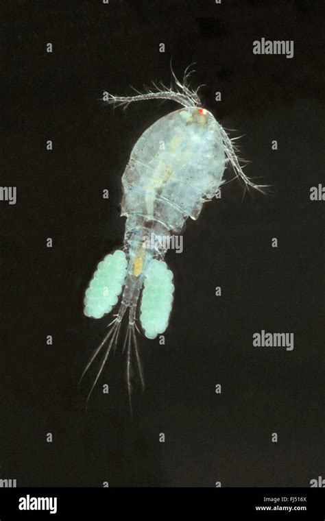 Copepoden Megacyclops Viridis Cyclops Viridis Weibchen Mit Eiern Deutschland