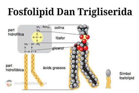 Fosfolipid Dan Trigliserida Pengertian Struktur Dan Ciri Aacial Aacial