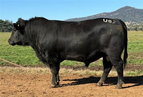 Lot 10 Segenhoe Command U82 Auctionsplus