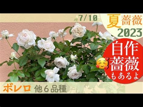 2023 7 10夏薔薇しずく自作薔薇2020年 ブルーフォーユー実生 ボレロ カリプソ ひより アプリコットドリフト YouTube