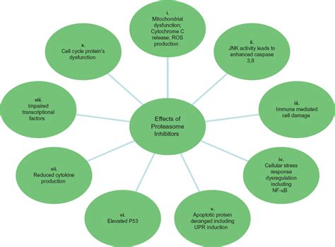 An Overview Of Some Major Effects Of Proteasome Inhibition Download