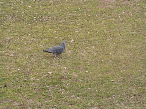 加工自由な風景写真 賑町笑劇場写真素材分室初春
