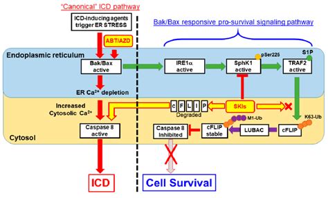 Proposed Model For S1p Mediated Pro Survivalanti Icd Signaling
