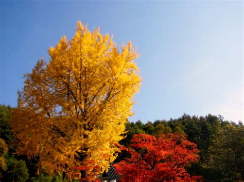 個別 風景景観 史跡名勝 紅葉 神社仏閣 長福寺の大銀杏 長野県北安曇郡池田町の写真画像 Photographs