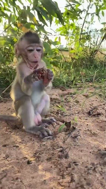 Cute Bby Monkey 🙊 Youtube