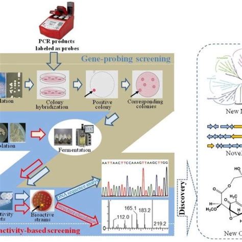 the combined strategy of gene based screening and bioactivity based