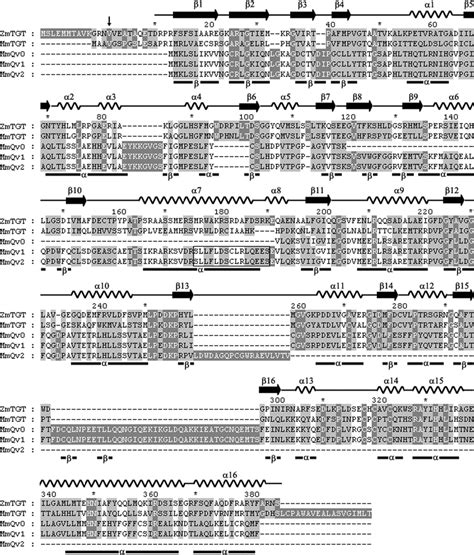 Protein Sequence Alignment Of Tgt And Qtrtd1 Splice Variants Alignment