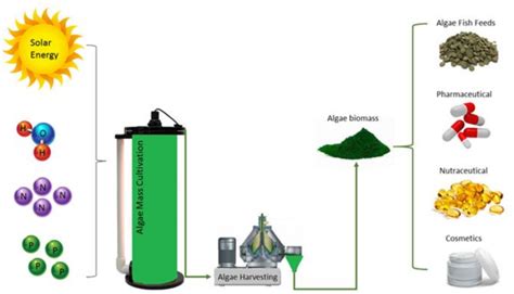 Microalgae Harvesting And Biomass Production Download Scientific Diagram