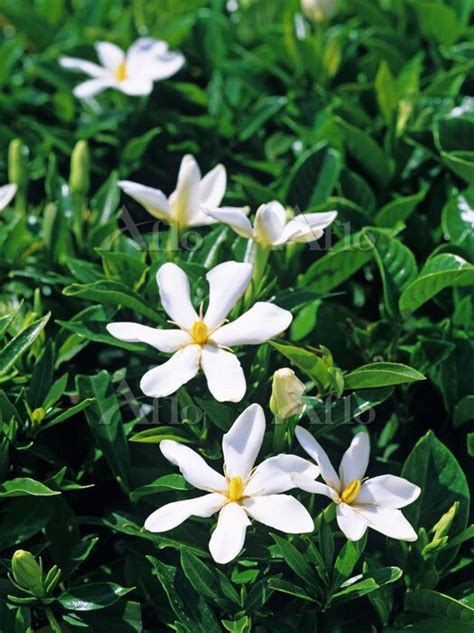 クチナシの花 2222860 の写真素材 アフロ