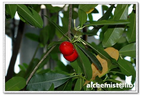 古城玫瑰树 Ochrosia Elliptica Nature Library