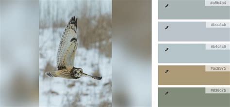 Owl Color Palette Color Palette Color Palette