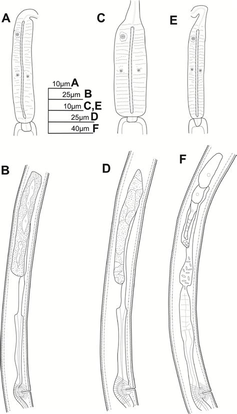 Line Drawings Of Pharyngeal Bulb And Anterior Genital Branch Of A B Download Scientific