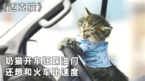 酷猫麦克 麦克猫 第11页 大山谷图库